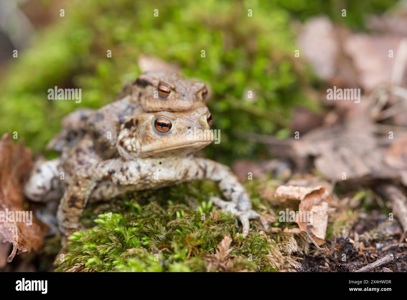 Two mating Common toads (Bufo Bufo), male, female animal, pair on moss on migration to spawning ...