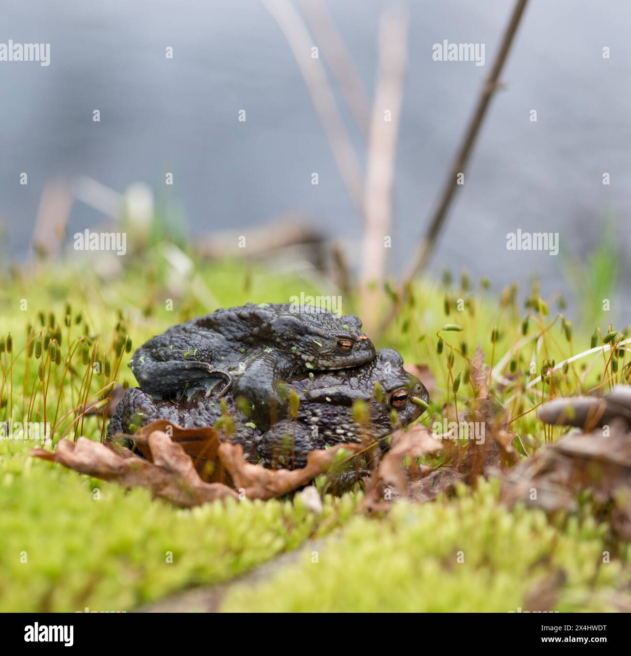 Two mating Common toads (Bufo Bufo), male, female animal, almost black ...