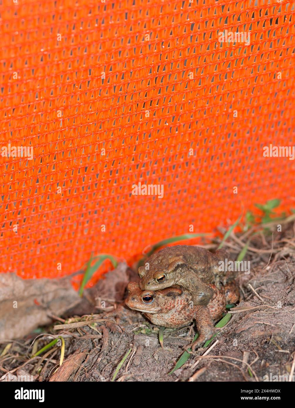 Two Common toads (Bufo Bufo) on the ground, male and female animal ...