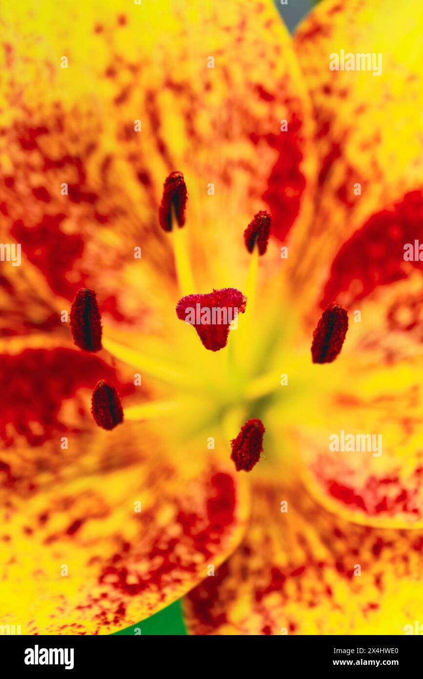 Red lily lilium pomponium hi-res stock photography and images - Alamy