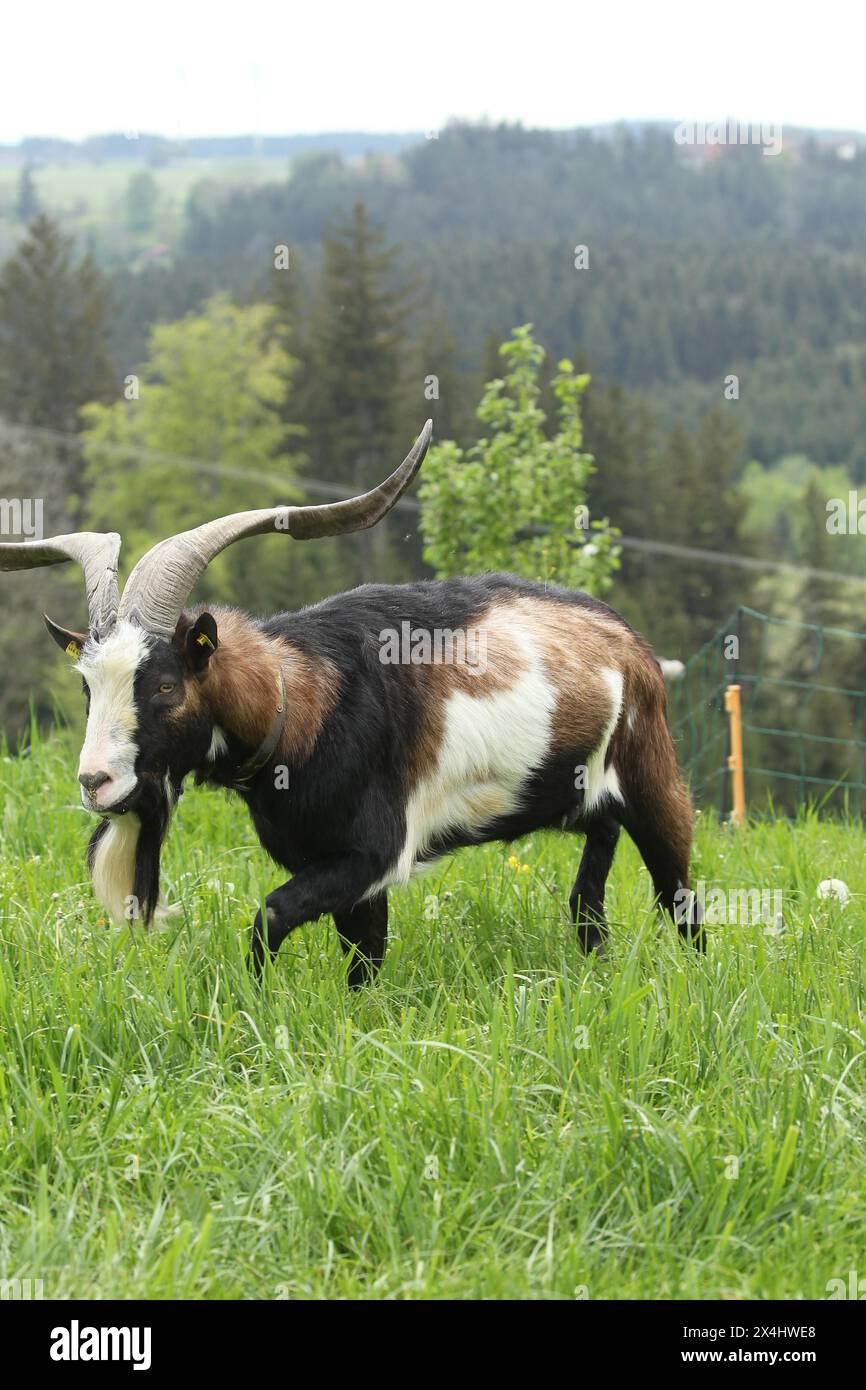 Domestic goat (Capra aegagrus hircus) 3, 5 year old buck, highly ...