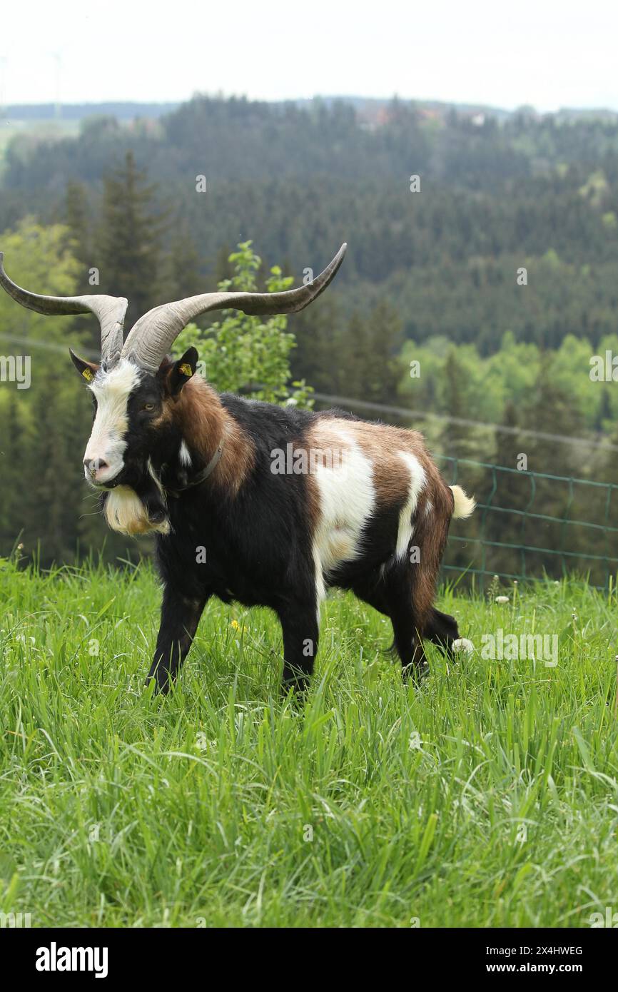 Domestic goat (Capra aegagrus hircus) 3, 5 year old buck, highly ...