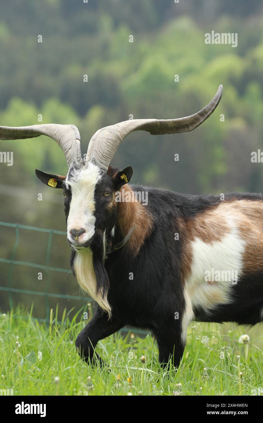 Domestic goat (Capra aegagrus hircus) 3, 5 year old buck, highly ...