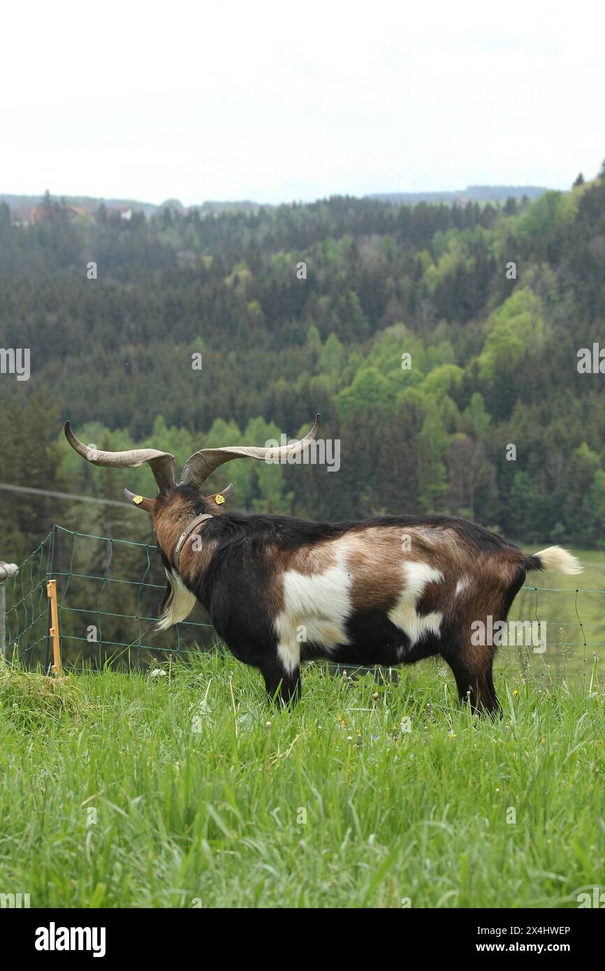 Domestic goat (Capra aegagrus hircus) 3, 5 year old buck, highly ...