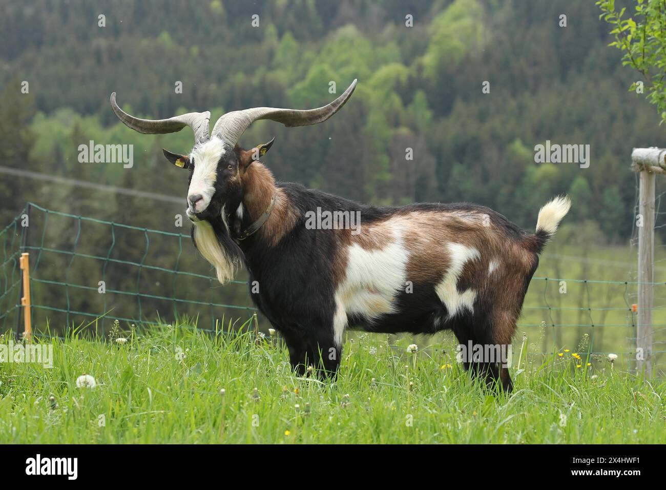 Domestic goat (Capra aegagrus hircus) 3, 5 year old buck, highly ...