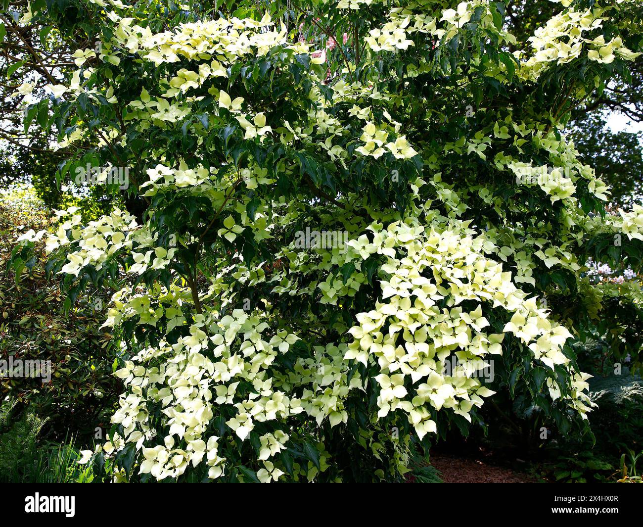 Closeup of the cream leaves of the perennial garden dogwood shrub ...