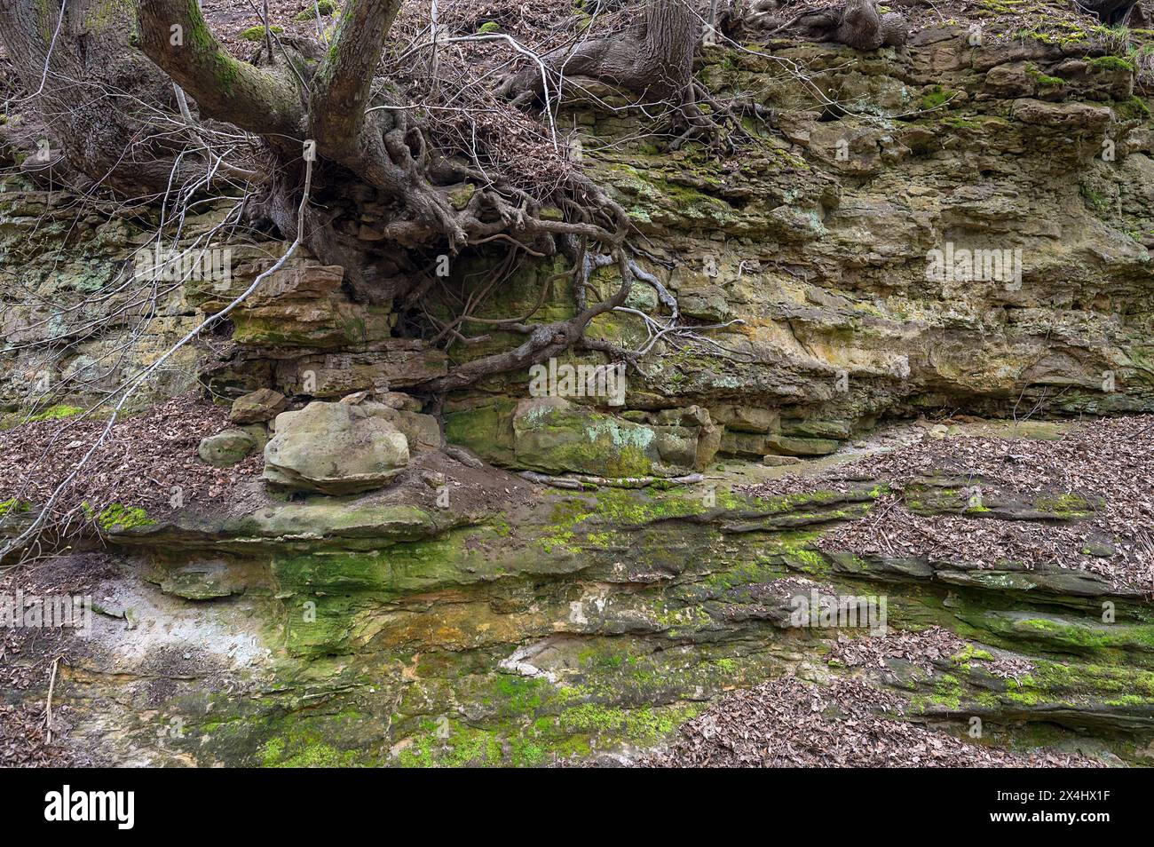 Rock layers with tree roots in the historic castle moat of Altentahann ...