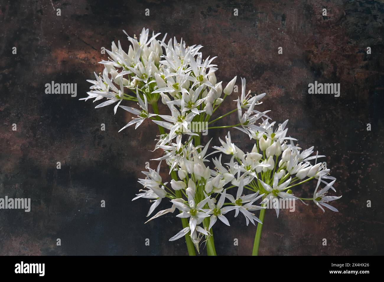 Wild garlic flowers (Allium ursinum) on a coloured background, Bavaria ...