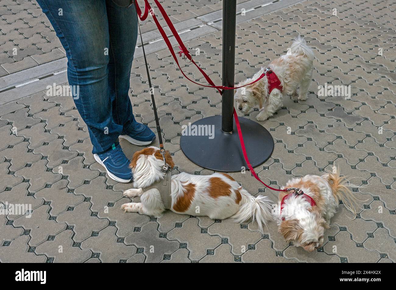 Three dogs on a lead, two Pekingese and a Pekapoo, Bavaria, Germany ...