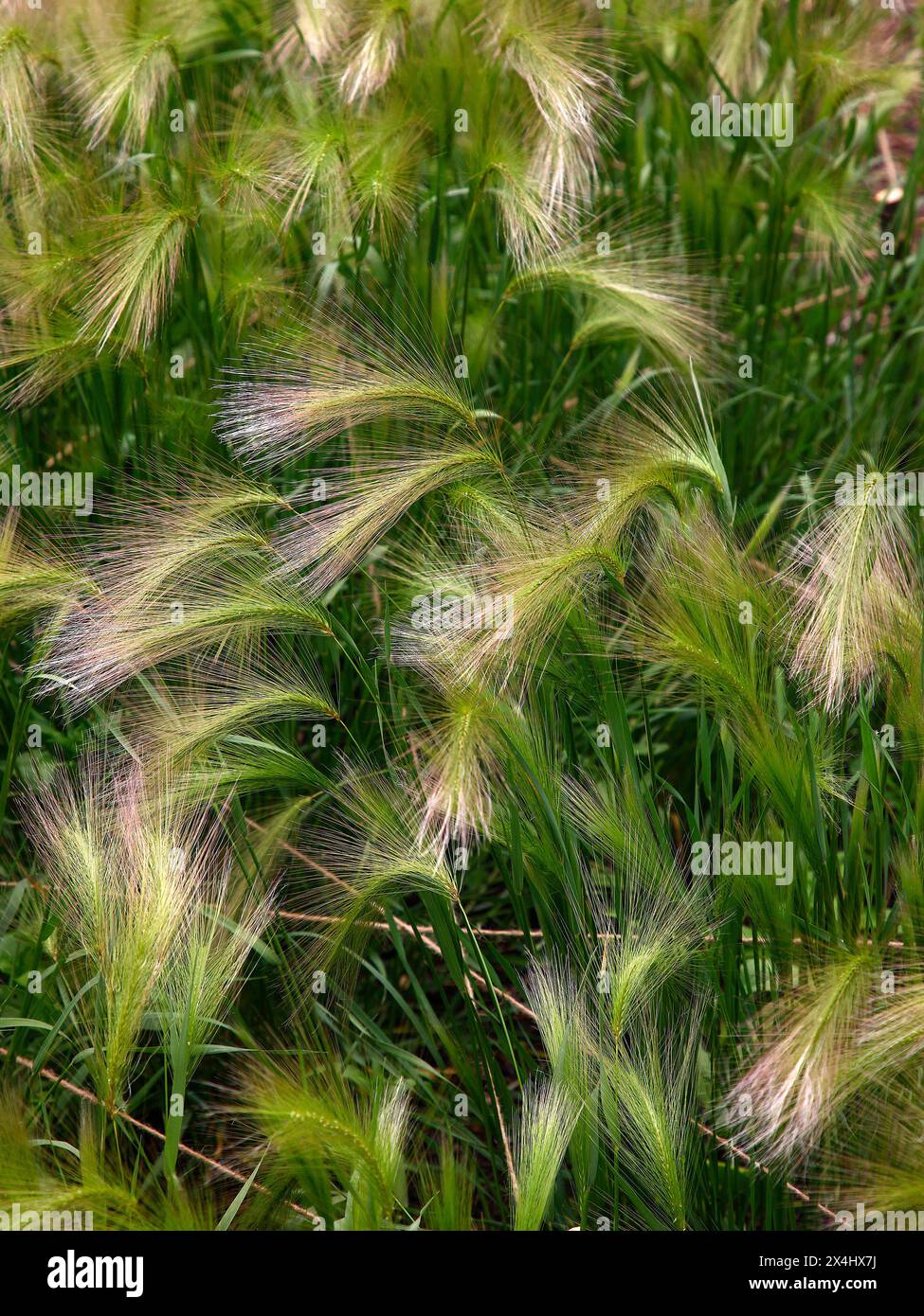Hordeum jubatum foxtail barley squirrel hi-res stock photography and ...