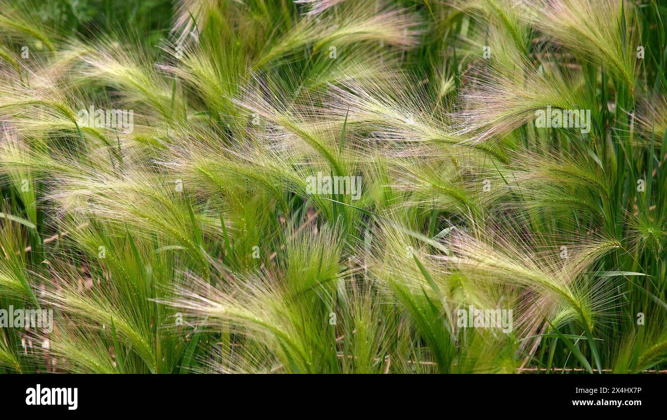 Hordeum jubatum foxtail barley squirrel hi-res stock photography and ...