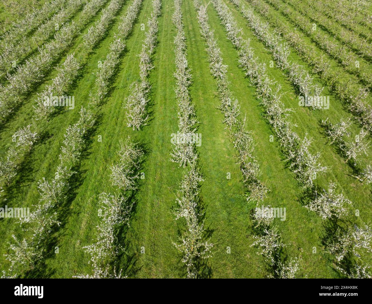 Aerial view, top down view of an apple orchard in full bloom, district ...