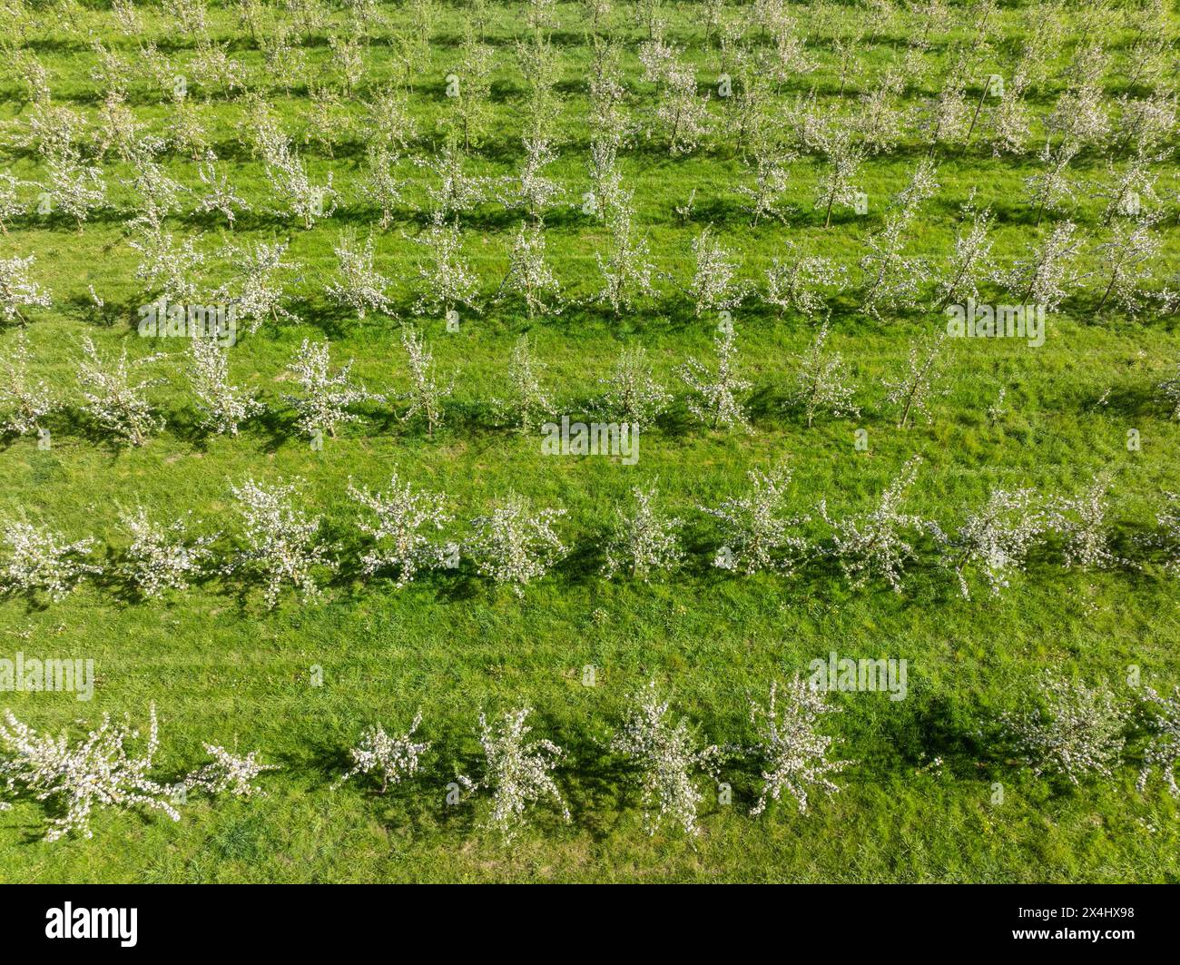 Aerial view apple orchard in hi-res stock photography and images - Alamy