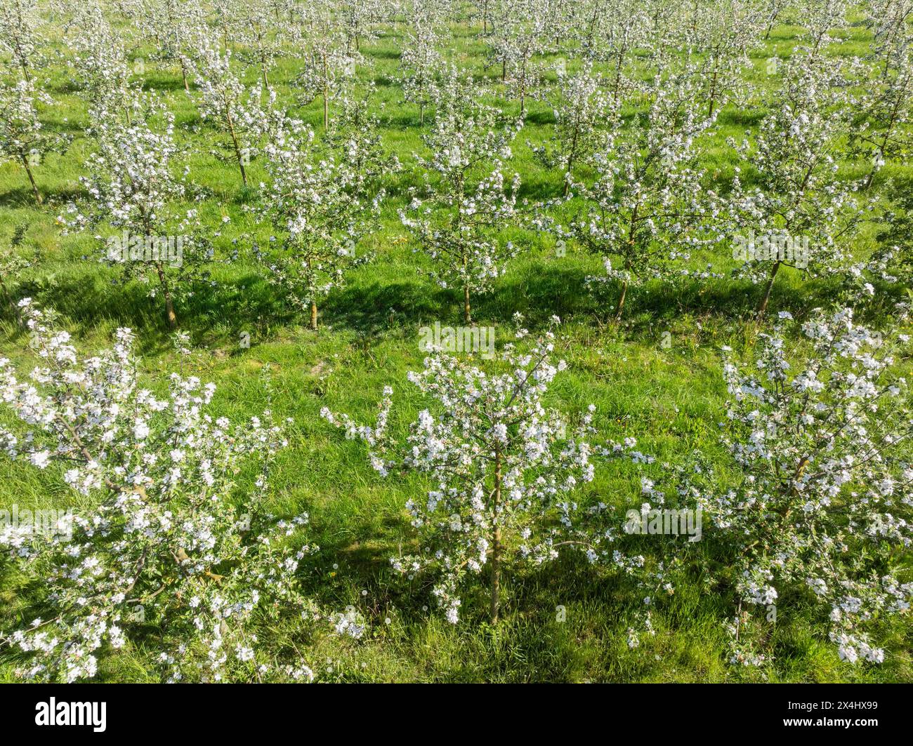 Aerial view of an apple orchard in full bloom, district of Constance ...