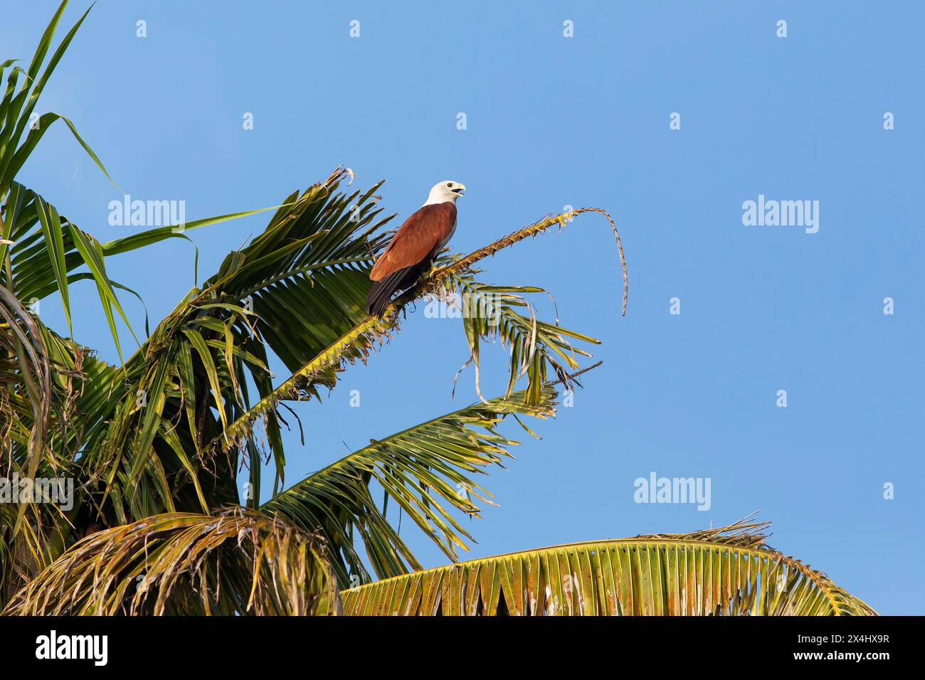 Brahminy kite (Haliastur indus) or Brahminy kite on a Palm tree ...