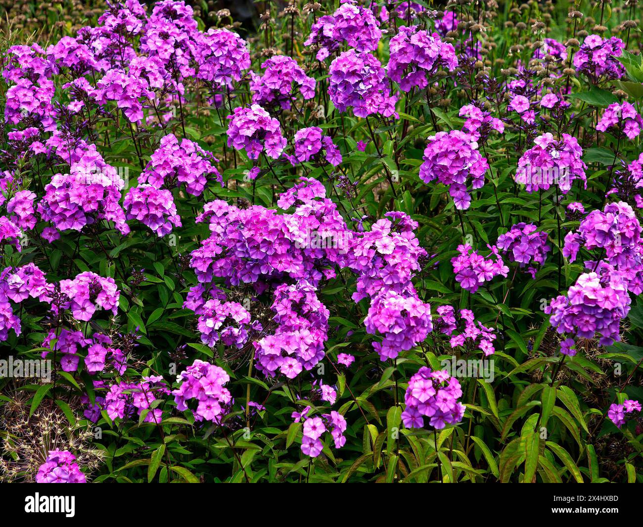 Closeup of the lilac flowers of the perennial garden plant phlox ...