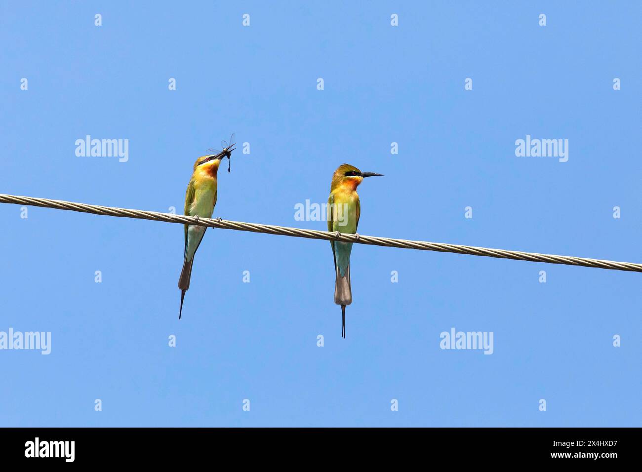 Blue-tailed bee-eater (Merops philippinus) against a blue sky ...