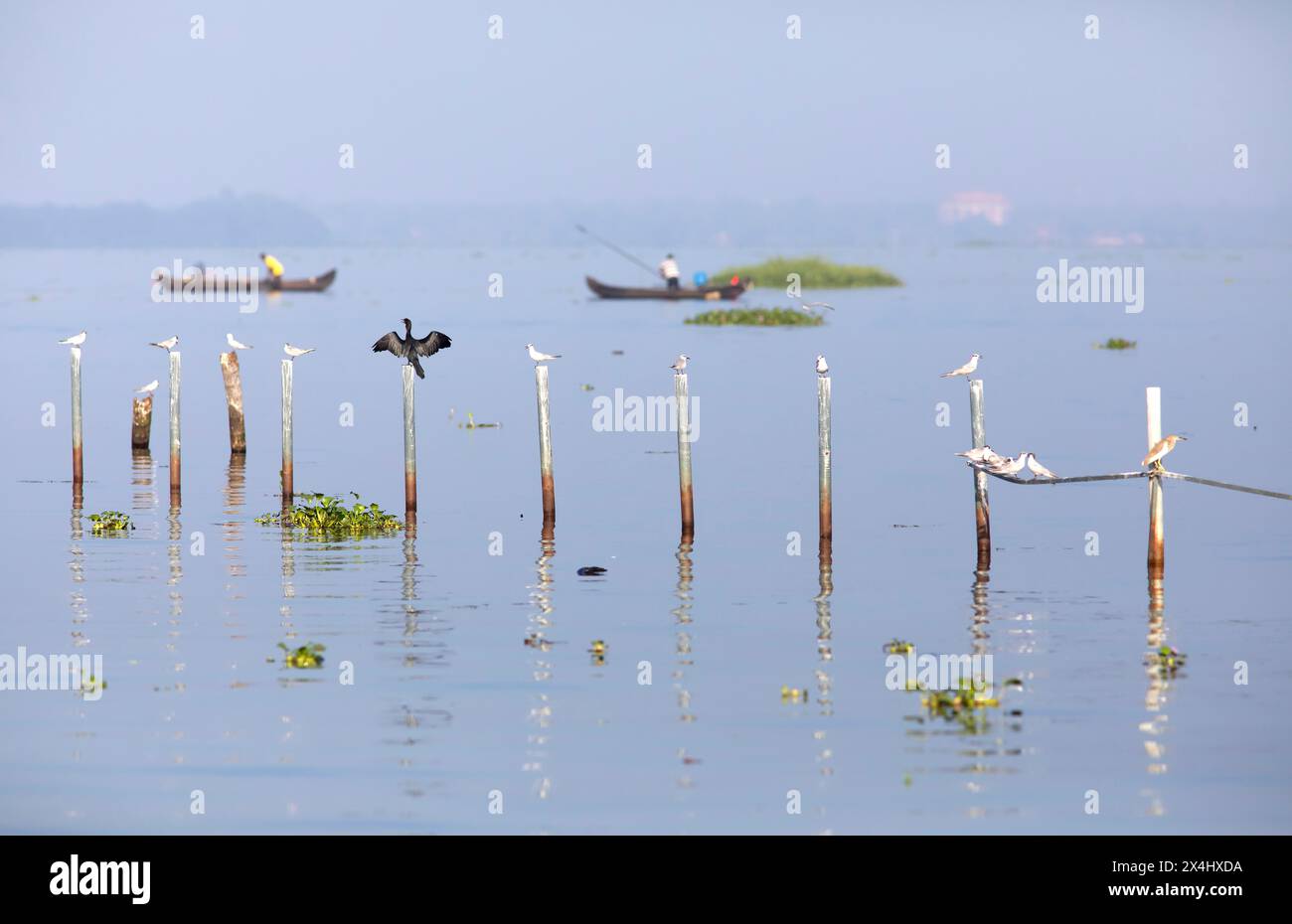 Great Cormorant (Phalacrocorax carbo) and Whiskered Terns (Chlidonias ...