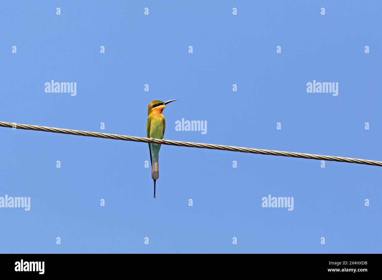 Blue-tailed bee-eater (Merops philippinus) against a blue sky ...