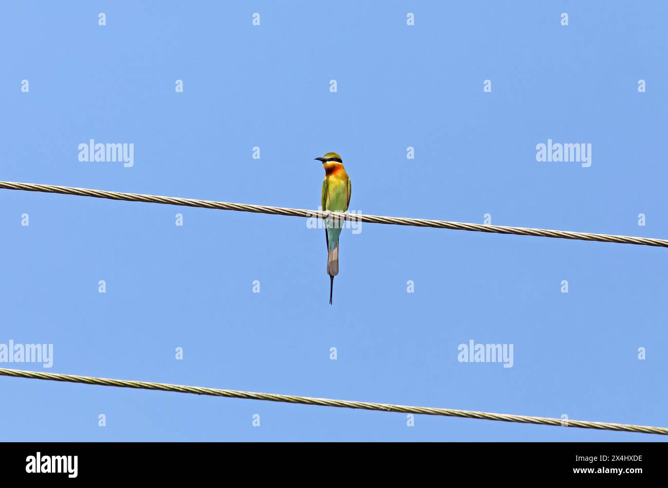 Blue-tailed bee-eater (Merops philippinus) against a blue sky ...
