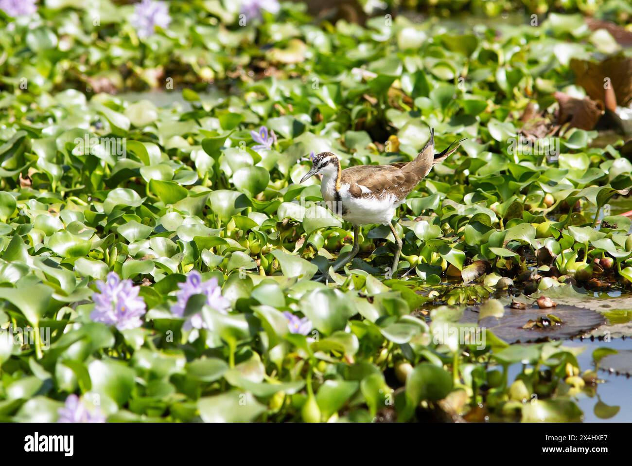 Pheasant-tailed jacana (Hydrophasianus chirurgus) on water hyacinths ...