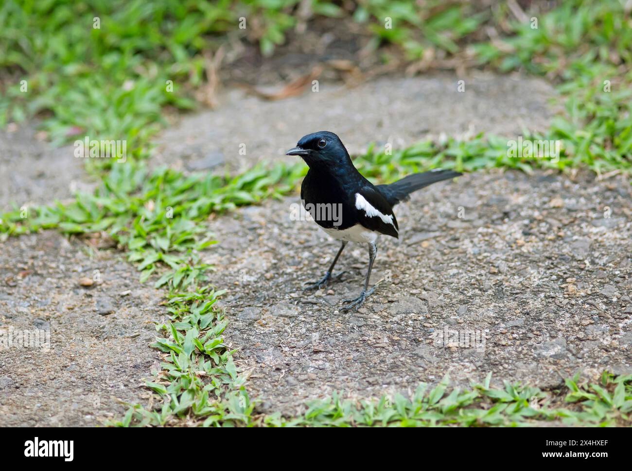 Indian robin photography hi-res stock photography and images - Alamy