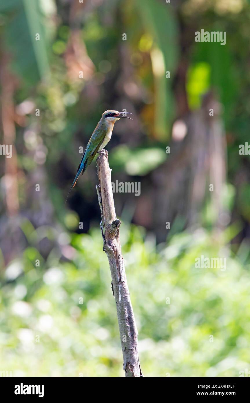 Blue-tailed bee-eater (Merops philippinus) sitting on a pole ...