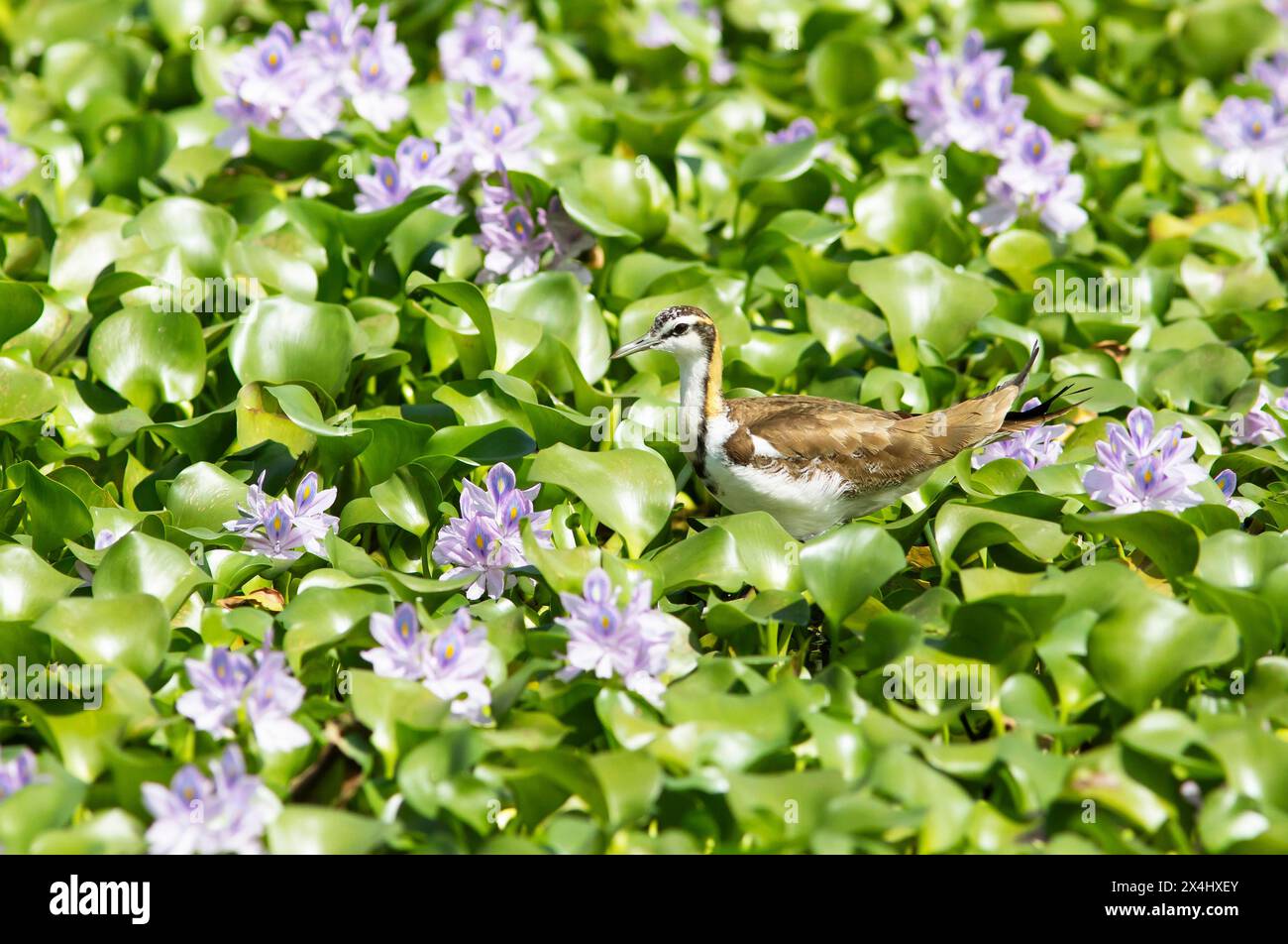 Pheasant-tailed jacana (Hydrophasianus chirurgus) on water hyacinths ...