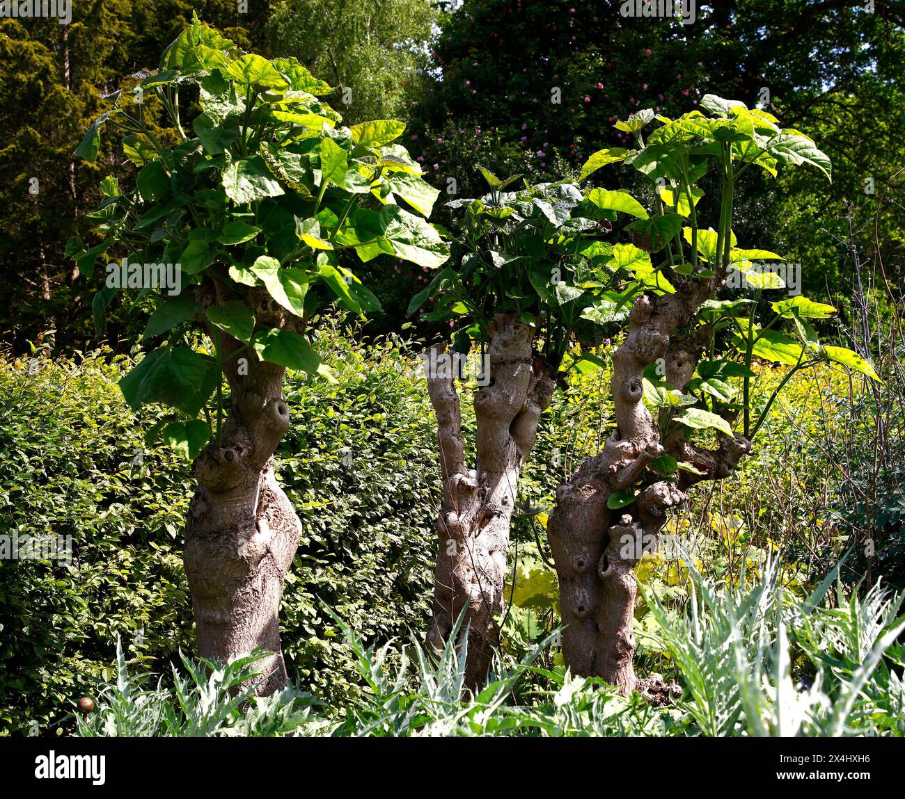 Closeup of the large trunks and green leaves of the pollarding garden ...