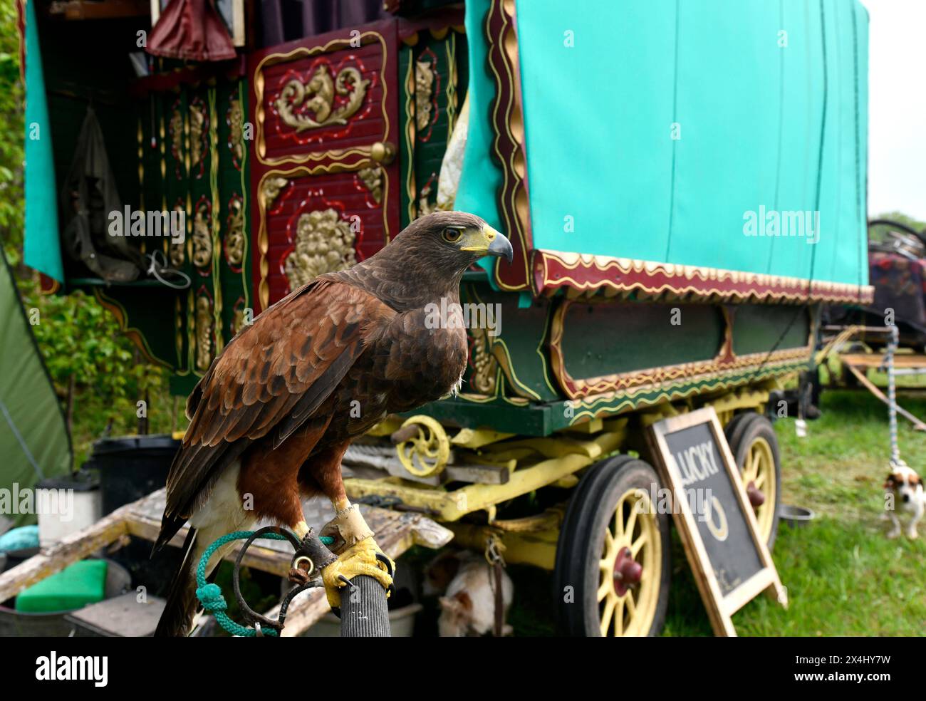 Family hawk hi-res stock photography and images - Alamy