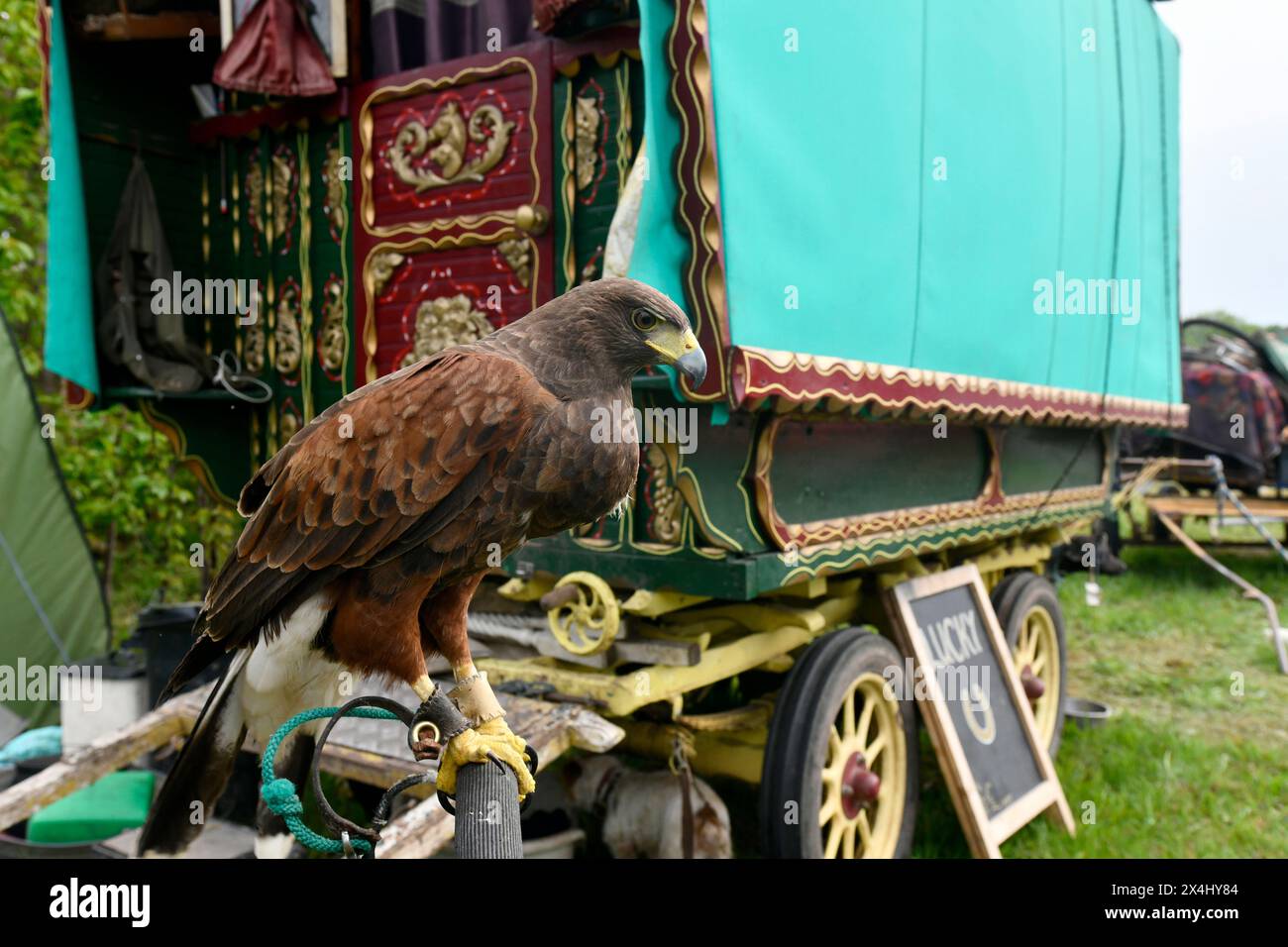 Family hawk hi-res stock photography and images - Alamy