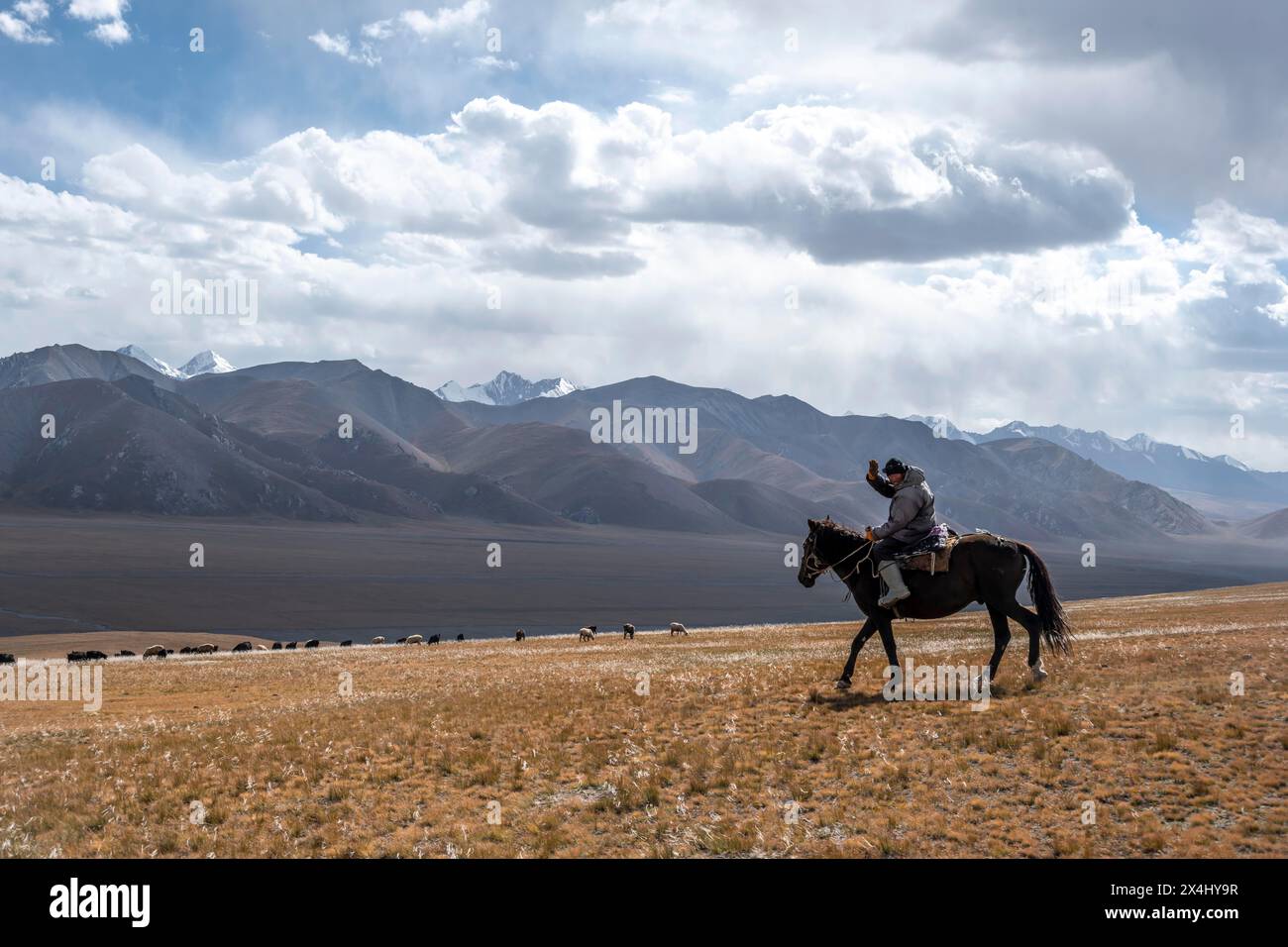 Nomadic life on a plateau, shepherd on horse, flock of sheep, dramatic ...