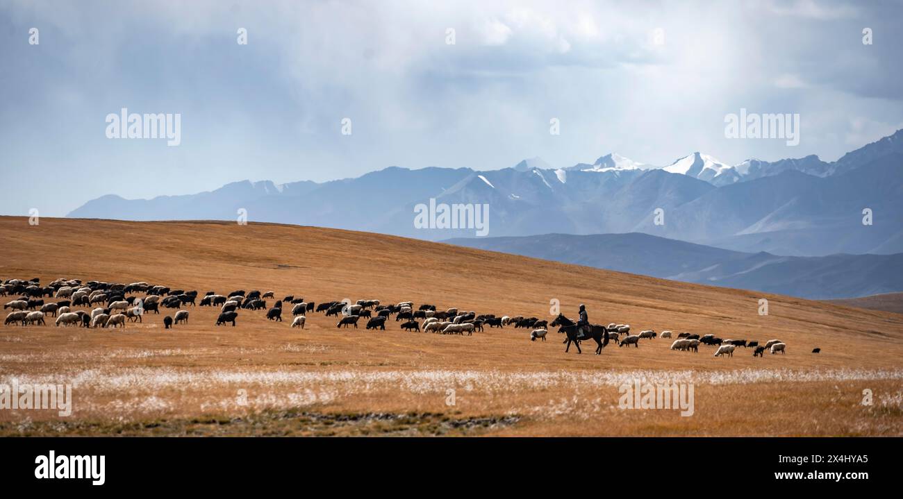 Nomadic life on a plateau, shepherd on horse, flock of sheep, dramatic ...