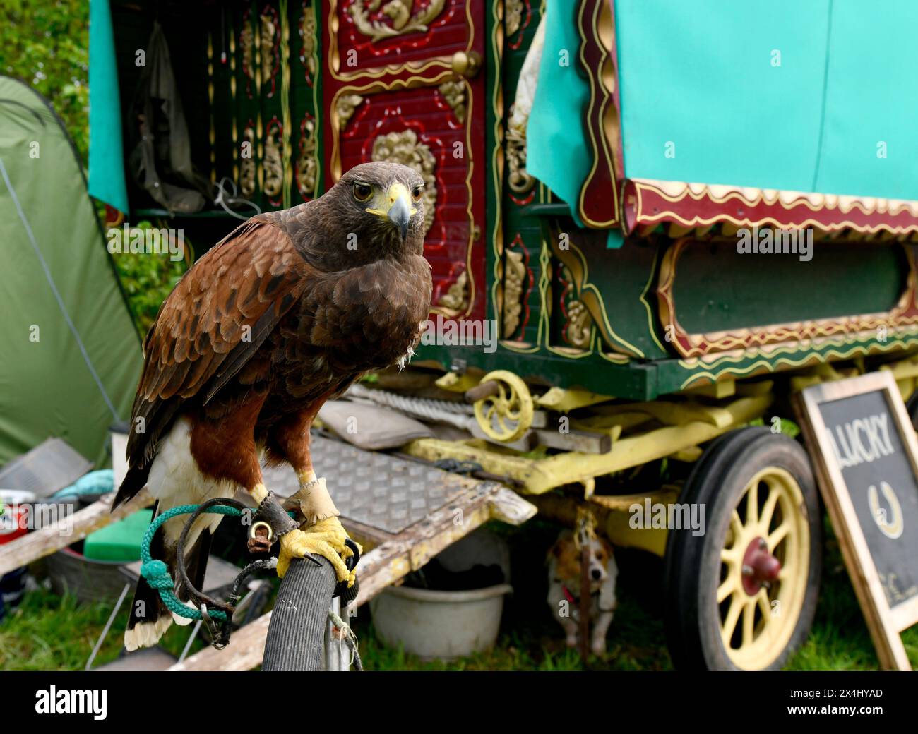 Harris hawk hunting hi-res stock photography and images - Alamy