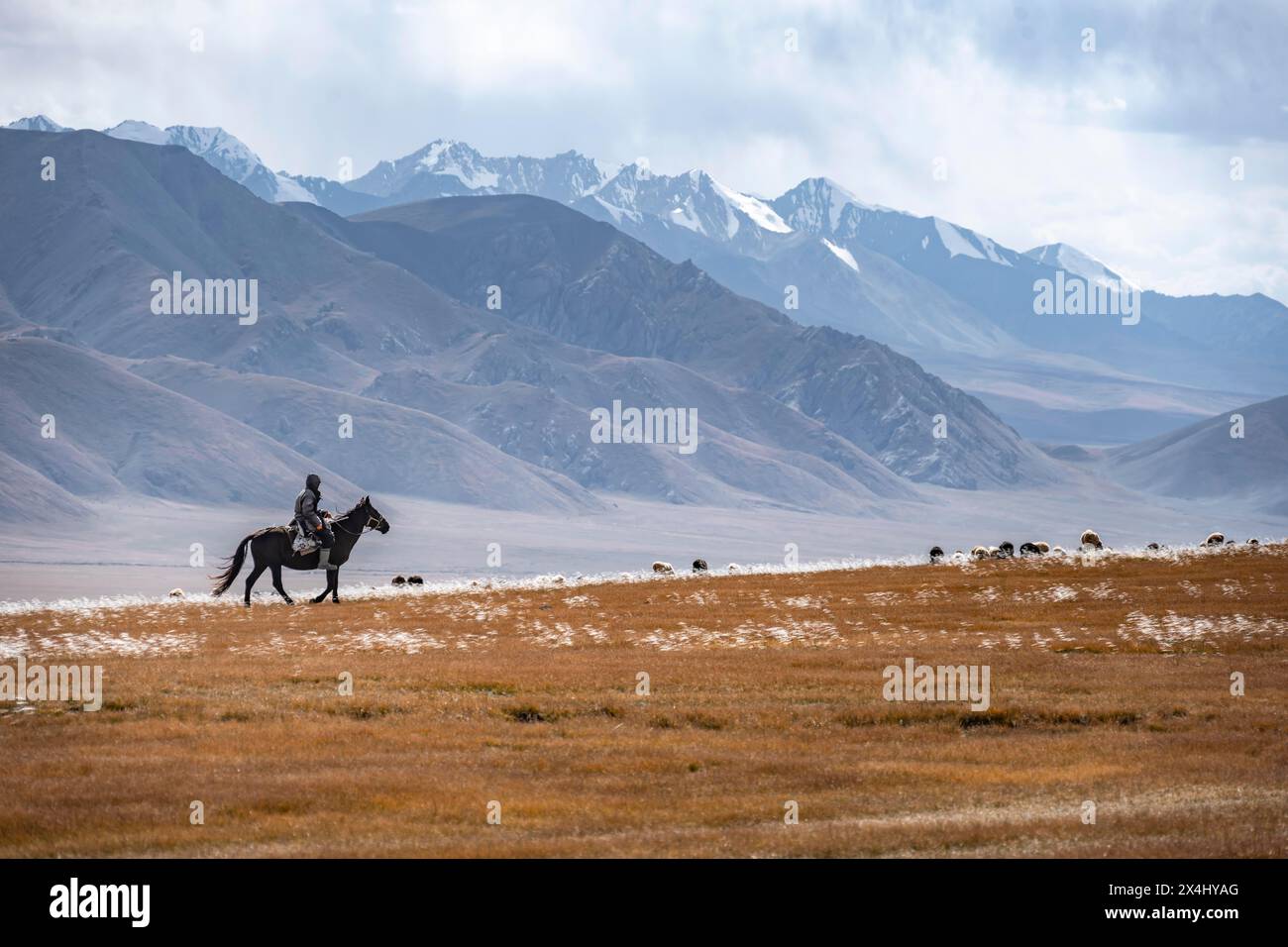 Nomadic life on a plateau, shepherd on horse, flock of sheep, dramatic ...