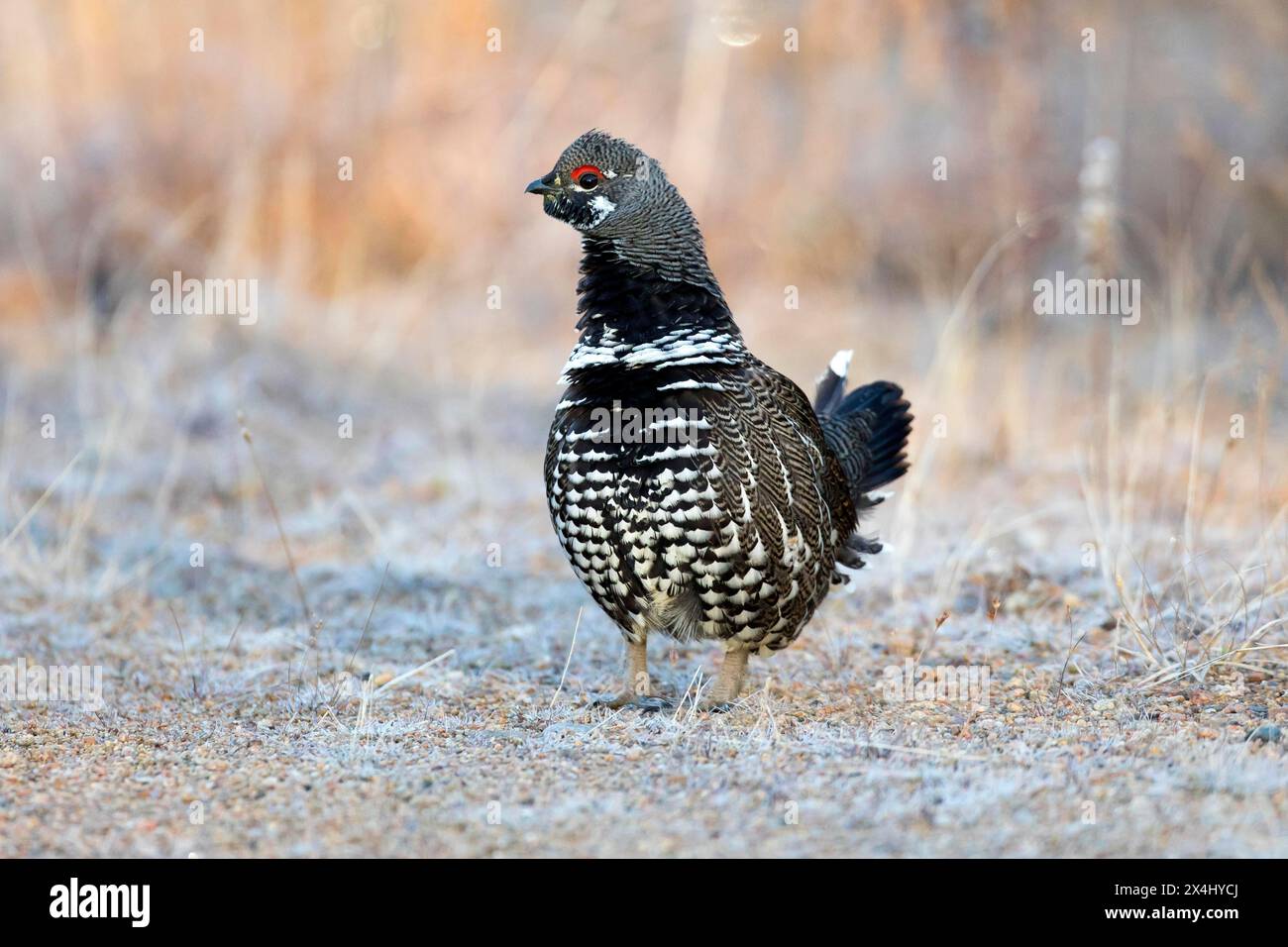 Spruce grouse (falcipennis canadensis), male standing on a forest road ...