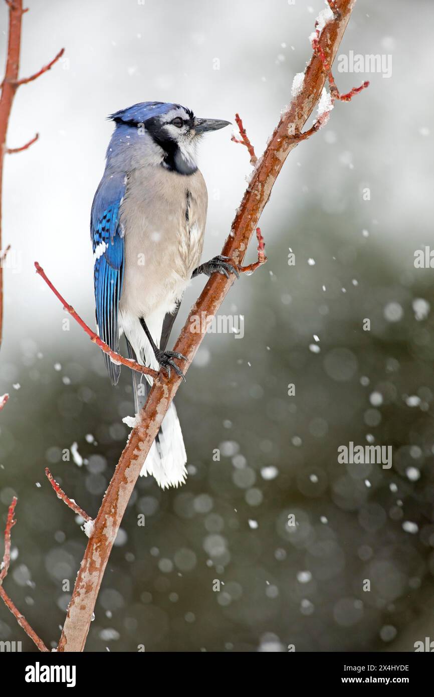 Gray corvid hi-res stock photography and images - Alamy