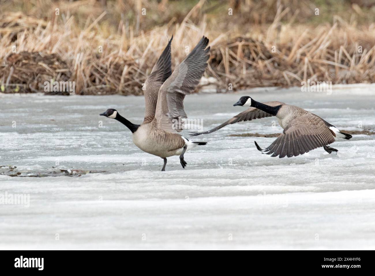 Canada geese (branta canadensis), pair taking off on a frozen marsh ...