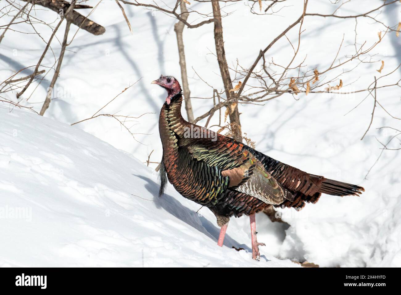 Wild turkey (Meleagris gallopavo), male feeding at a bird feeder, city ...