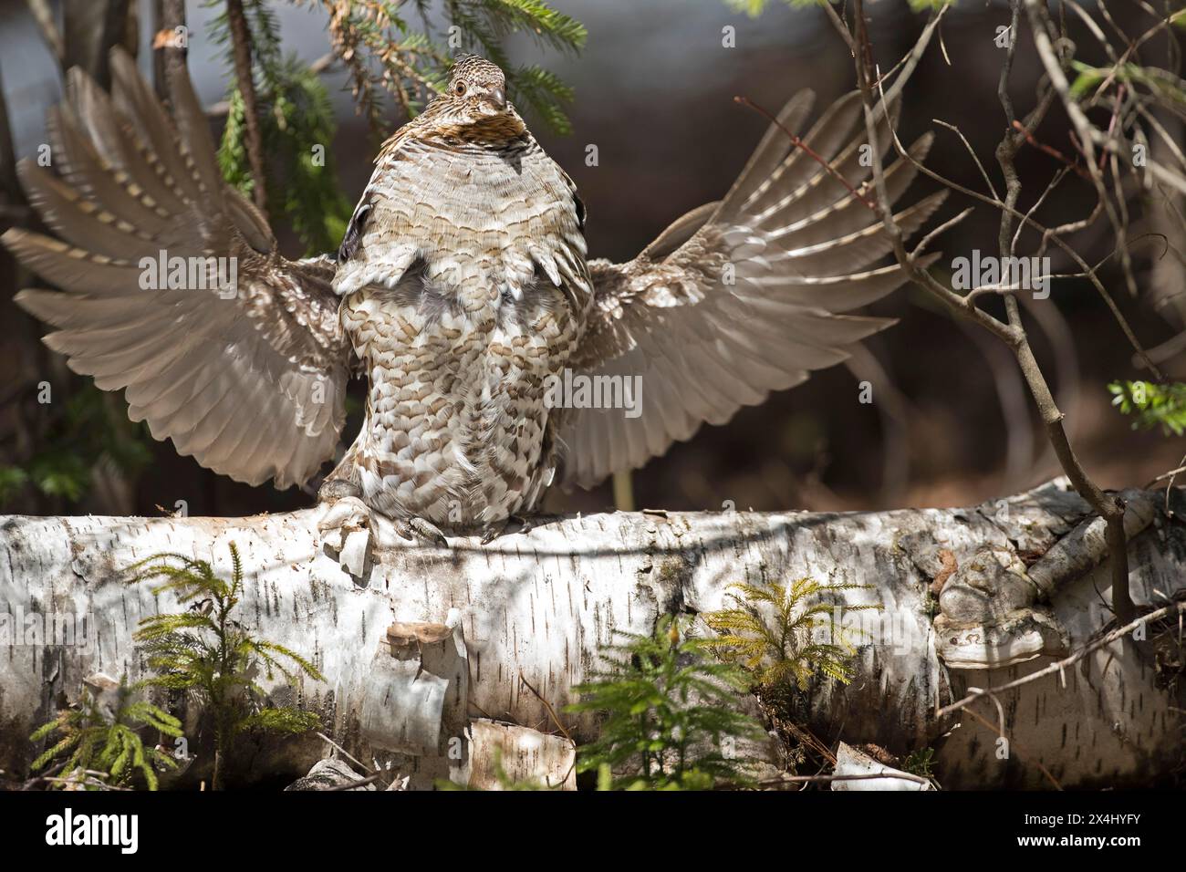Male ruffed grouse drumming hi-res stock photography and images - Alamy