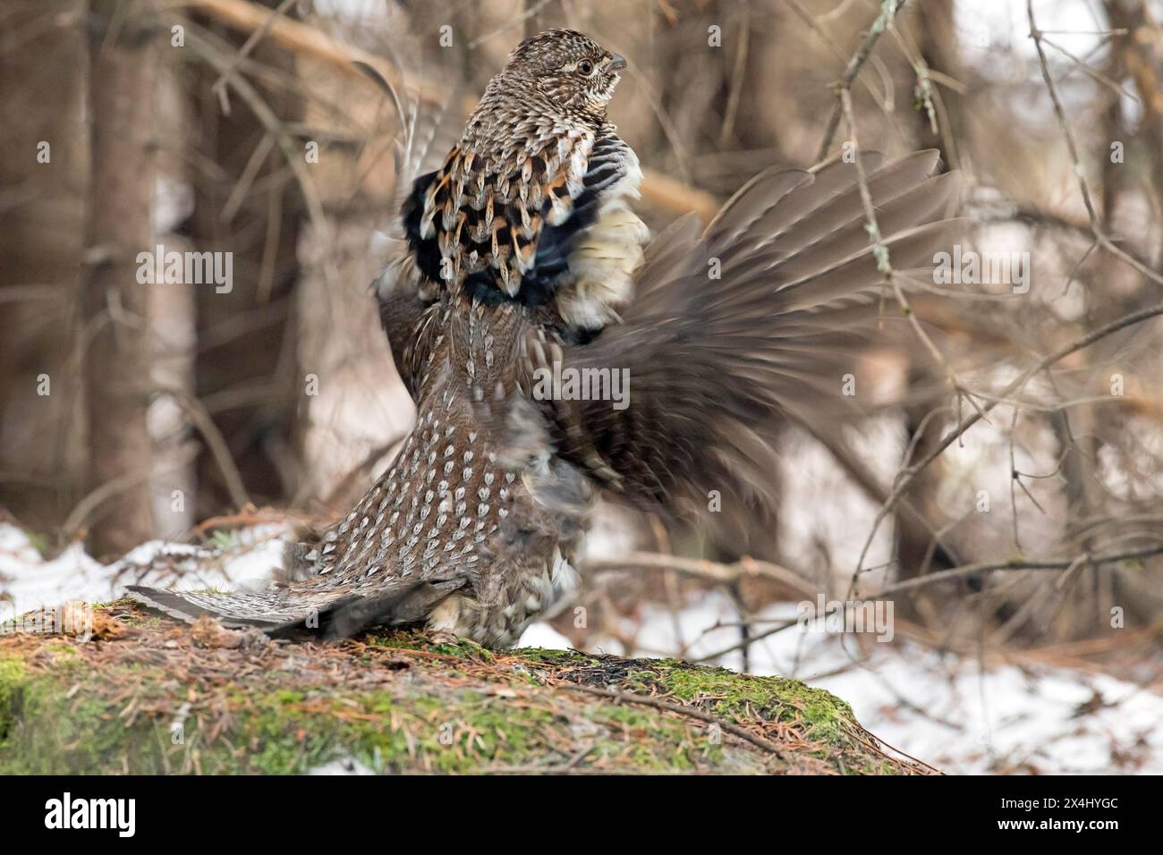 Ruffed grouse (Bonasa umbellus), male drumming to chase other male and to attract females, La ...