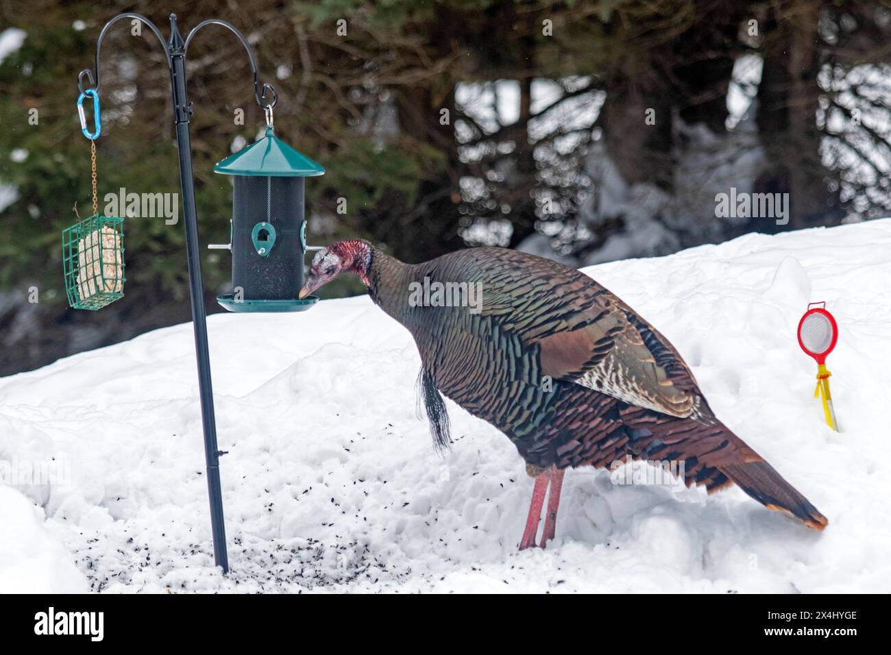Wild turkey (Meleagris gallopavo), male feeding at a bird feeder, city ...