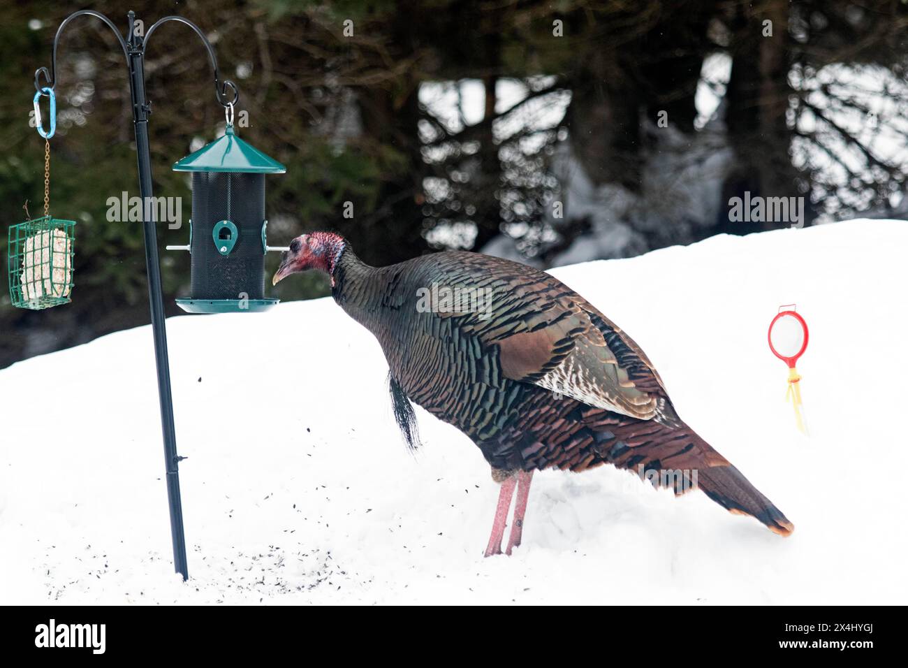 Wild turkey (Meleagris gallopavo), male feeding at a bird feeder, city ...