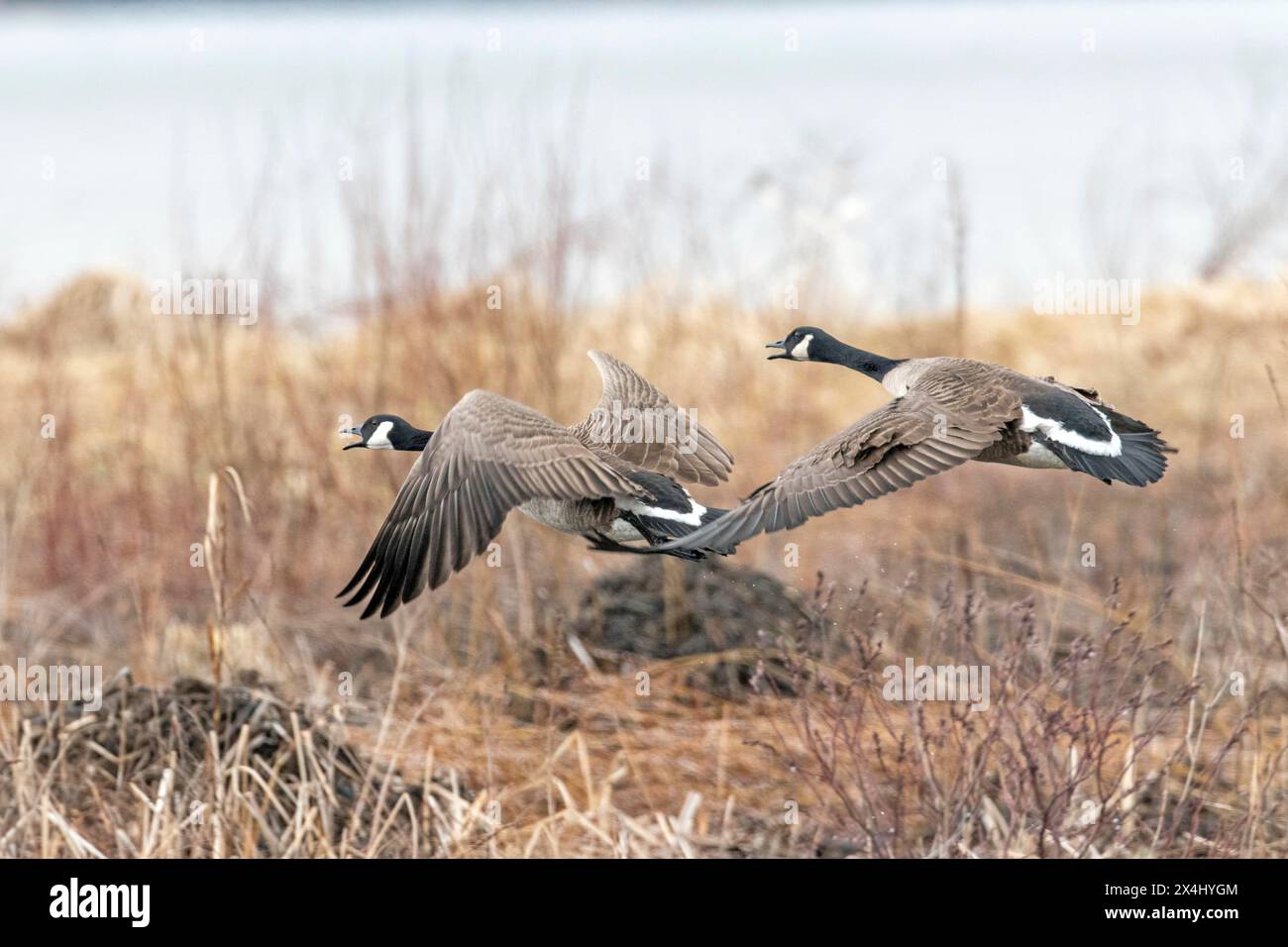 Canada geese (branta canadensis), pair flying over a frozen marsh, Lac ...