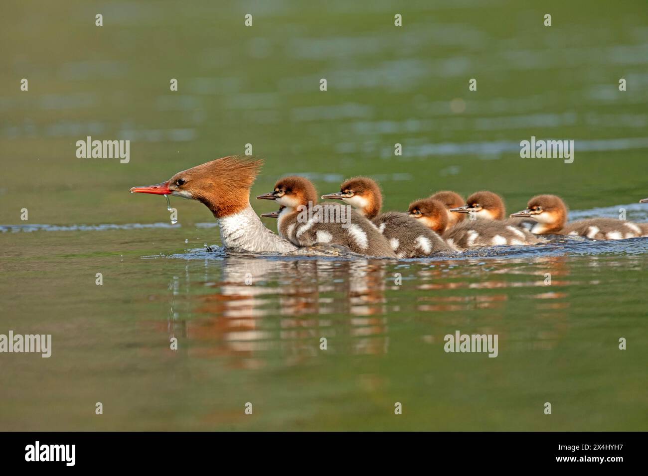 Common mergansers (mergus merganser), female swimming and carrying ...