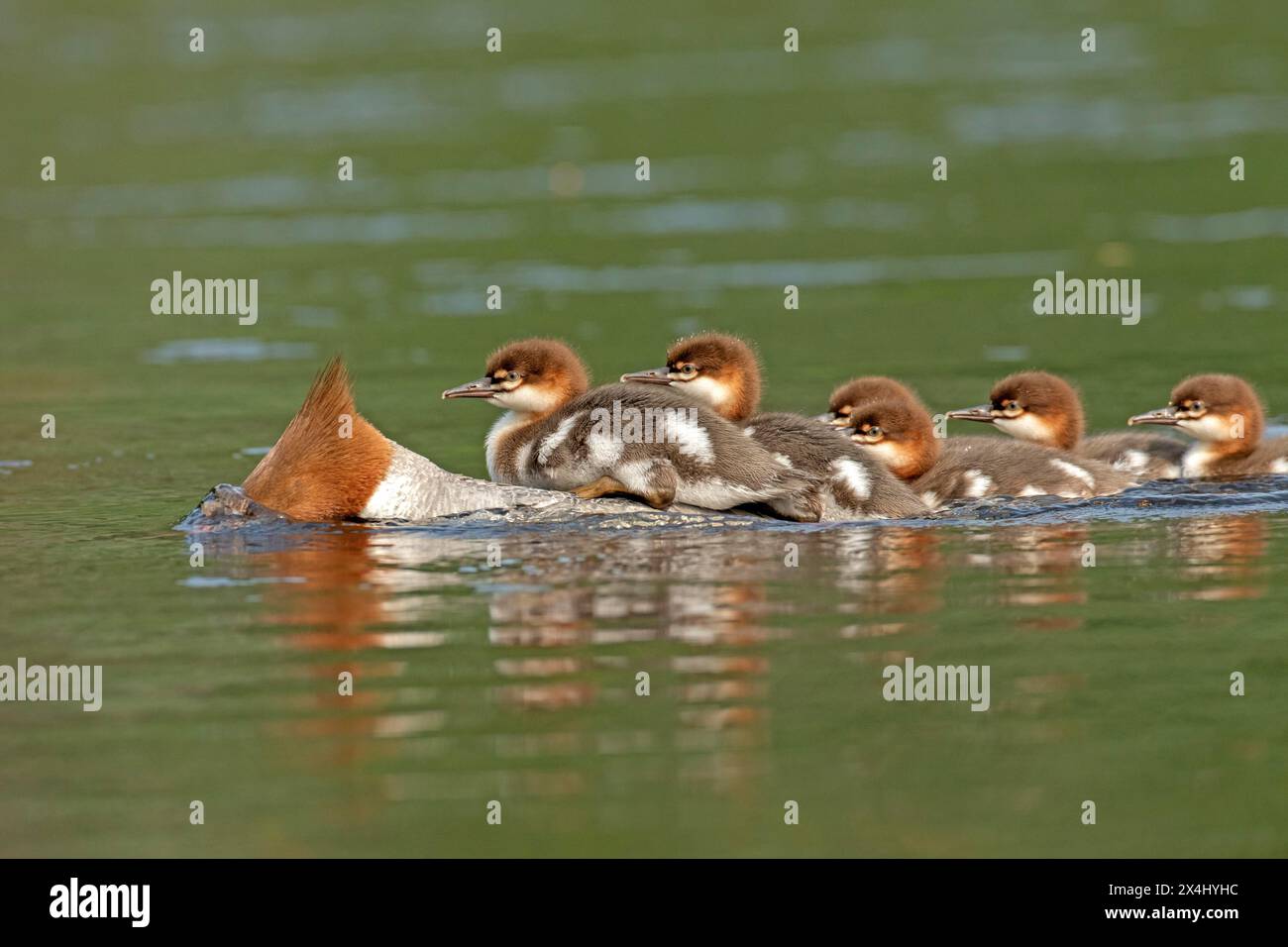 Common mergansers (mergus merganser), female chasing and carrying ...