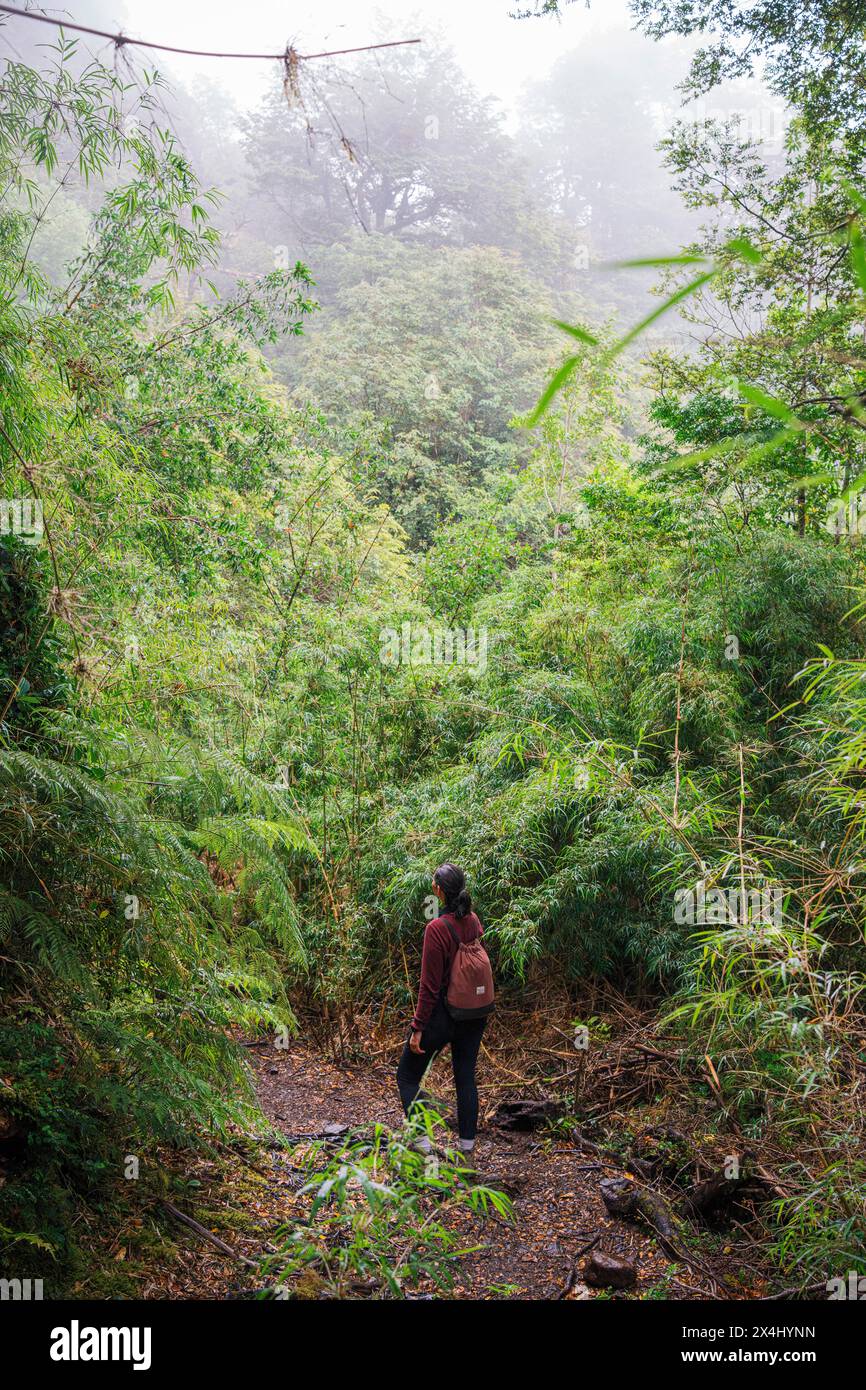 Valdivian temperate forest, Queulat National Park, Carretera Austral ...
