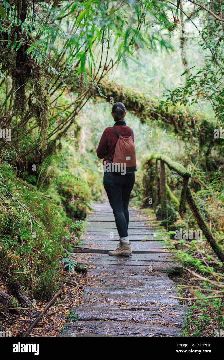 Valdivian temperate forest, Queulat National Park, Carretera Austral ...