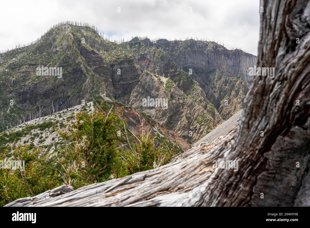Trees burned by volcanic eruption, Chaiten Volcano, Carretara Austral ...