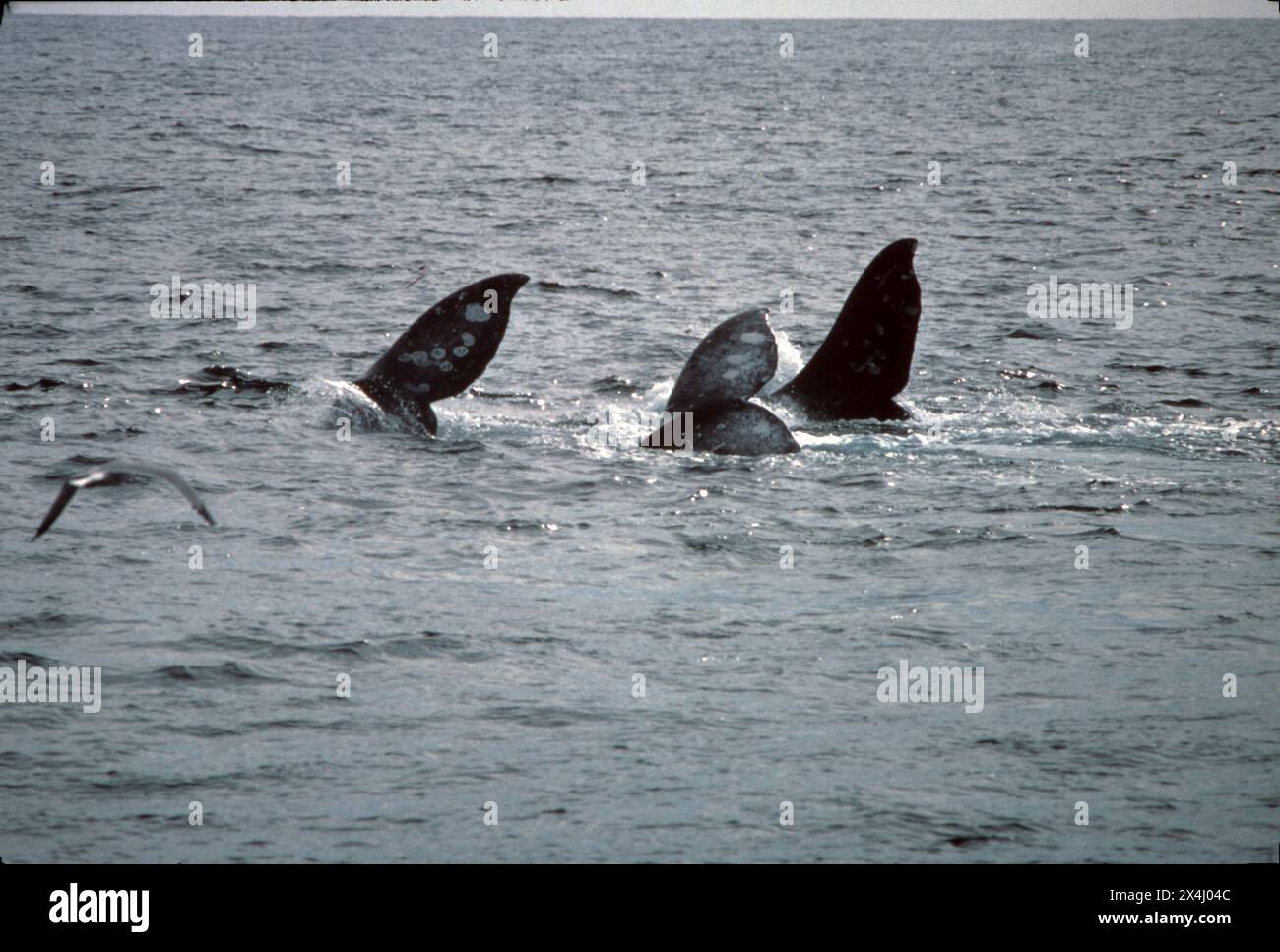 killer whales mating